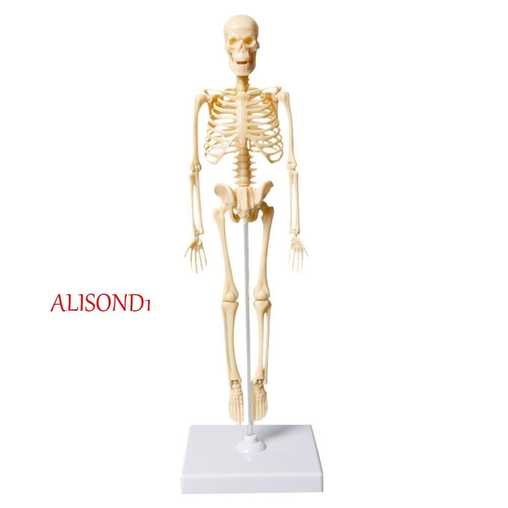 Alisond1 Bone Model, DIY Skeletal Joints Of Human Organ Model, สอน ...