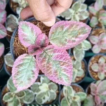 พรมญี่ปุ่นคลีโอพัตรา Episcia Cleopatra | Shopee Thailand
