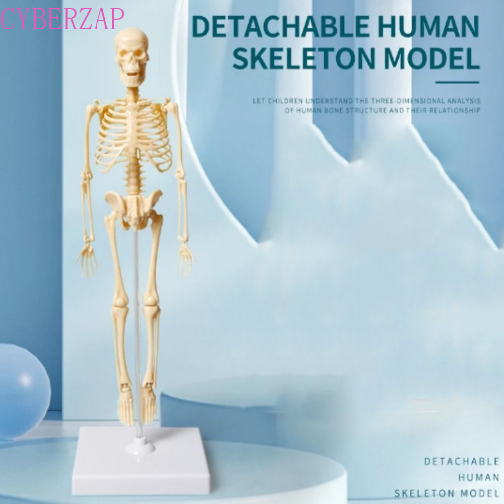 Cyberzap Bone Model, DIY Skeletal Joints Of Human Organ Model, สอนที่ ...