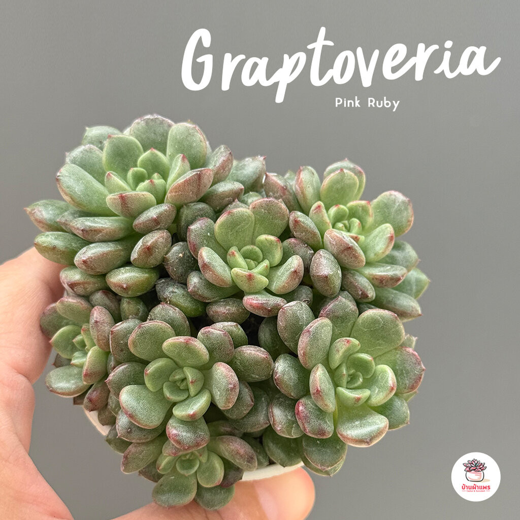 Graptoveria Pink Ruby ไม้อวบน้ำ กุหลาบหิน Cactus&Succulent หลากหลายสาย ...
