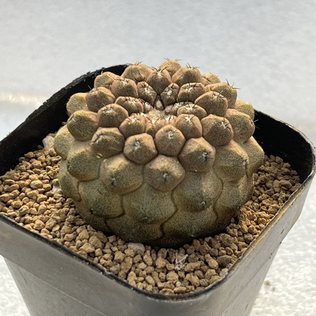 พันธุ์หายาก Lizard Skin Dragon Claw Ball กระบองเพชรในร่ม Succulents ...