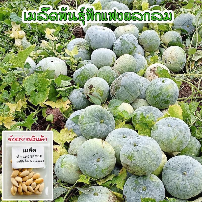 เมล็ดพันธุ์ฟักแฟง 10-30 เมล็ด พร้อมคู่มือการปลูก ซื้อ 10 แถม 1 คละได้ ...