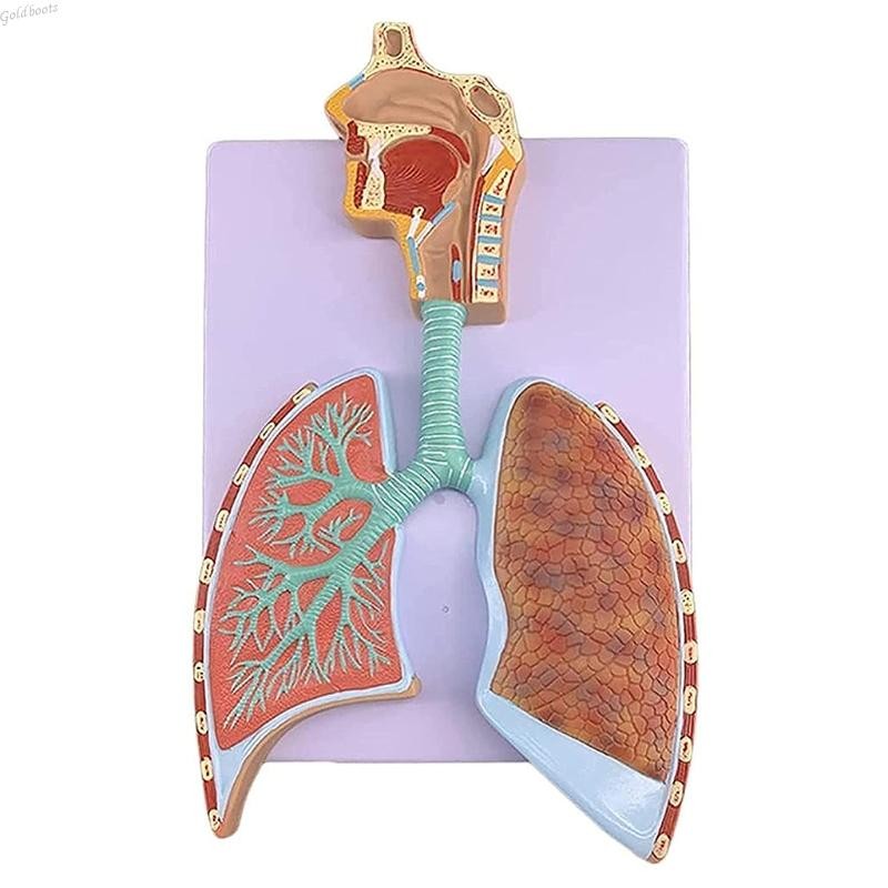 GB ระบบช่วยหายใจของมนุษย์ที่สมจริงรุ่น Human Bronch Anatomy รุ่นชีวิต ...