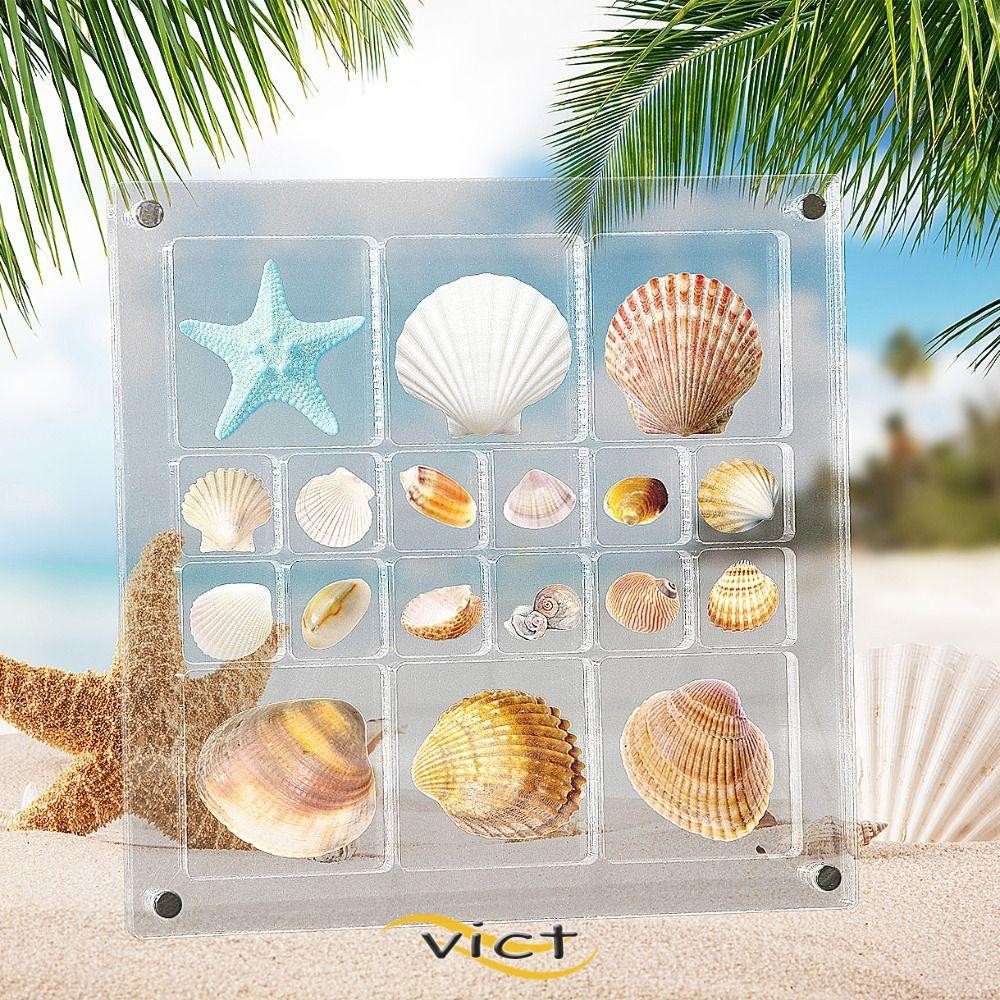 VISC Magnetic Seashell Display Box, Plastic Large-capacity Seashell ...