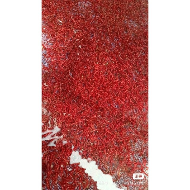 อาหารปลาทอง Z Red Worm Frozen Bran Shrimp Lin Shrimp Brine Shrimp ...