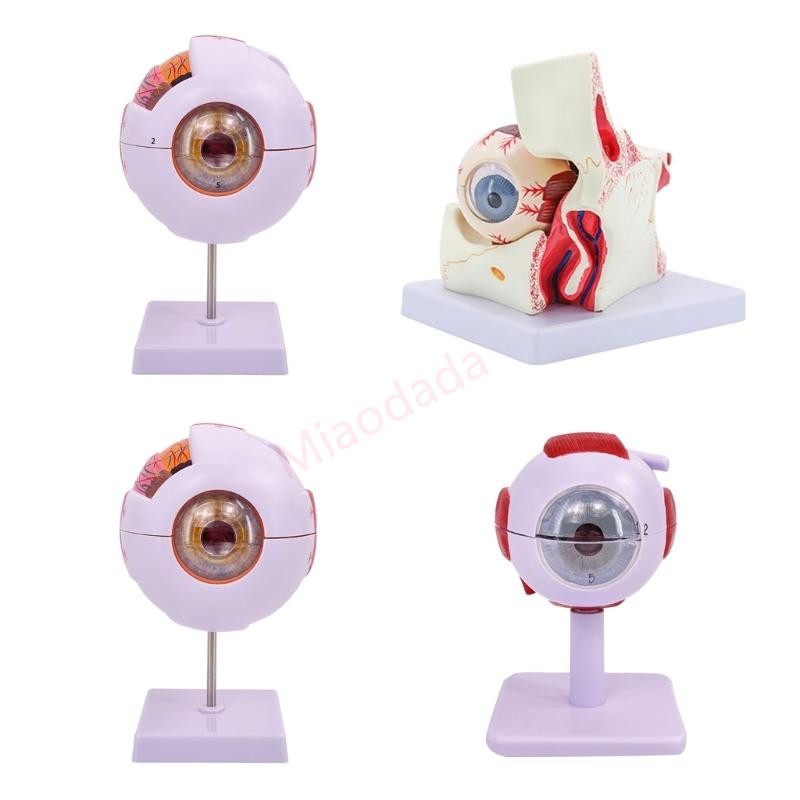MDD Human Eye Anatomy การสอนเครื่องมืออวัยวะมนุษย์รุ่น Eyeball Anatomy ...