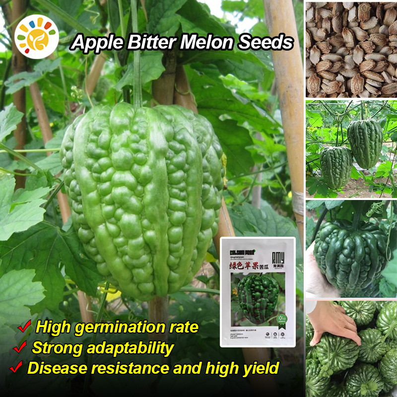 100% Fresh Rare Round Green Bitter Gourd Seeds for Planting(5เมล็ด/ซอง ...