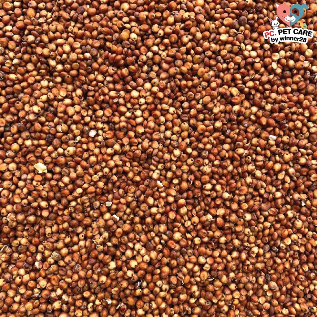 ฟ่างแดงเม็ดใหญ่ Red Dari อาหารนก หนู กระต่าย กระรอก ชูก้า และสัตว์ฟัน ...