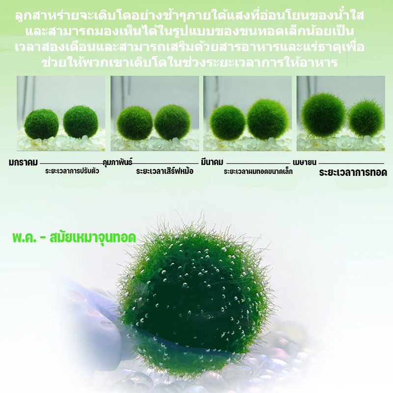 ☘️COD☘️ Marimo ชุดพร้อมเลี้ยงมาริโมะ เหมาะสำหรับให้เป็นของขวัญสำหรับคนที่รัก มาริโมะ มอสบอล ...