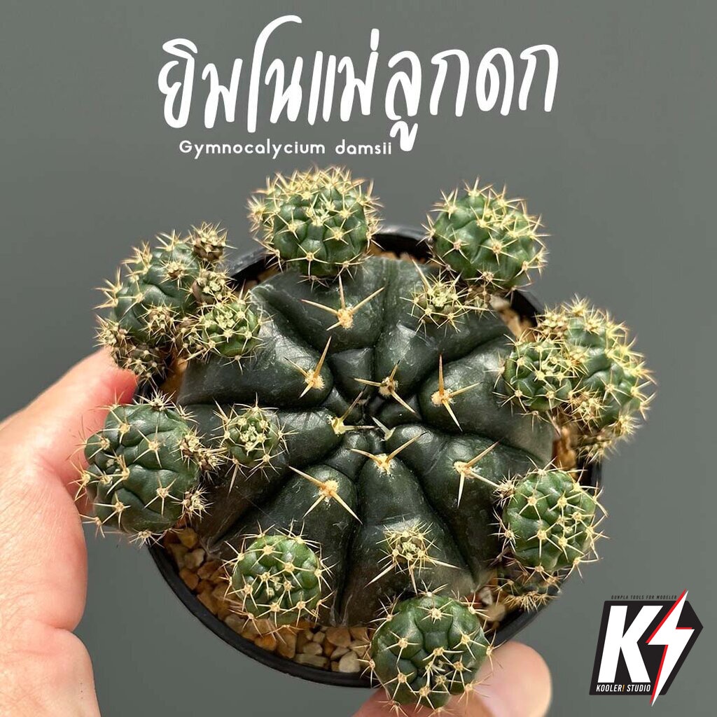 Gymnocalycium damsii ยิมโนแม่ลูกดก กระถาง 2.5 นิ้ว #แคคตัส กระบองเพชร cactus&succulent | Shopee ...
