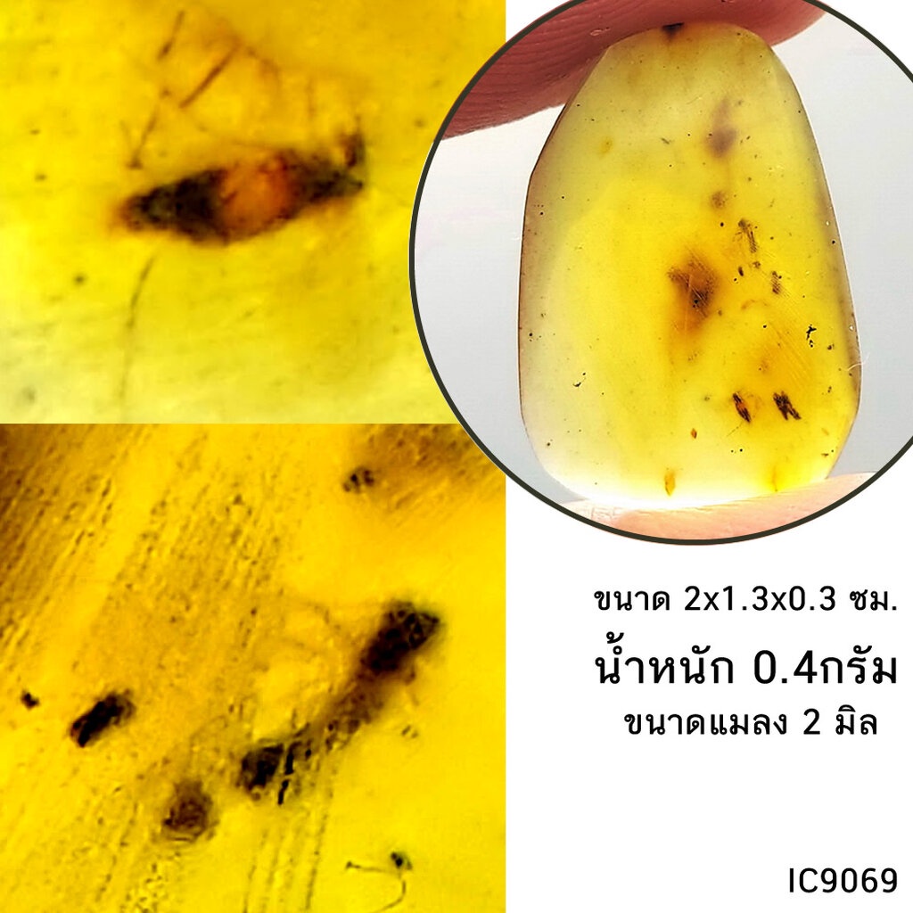 แมงมุมภายในอำพัน จากพม่า ฟอสซิล ยุคไดโนเสาร์ ขนาดเล็กราคาถูกเลือกได้ ...