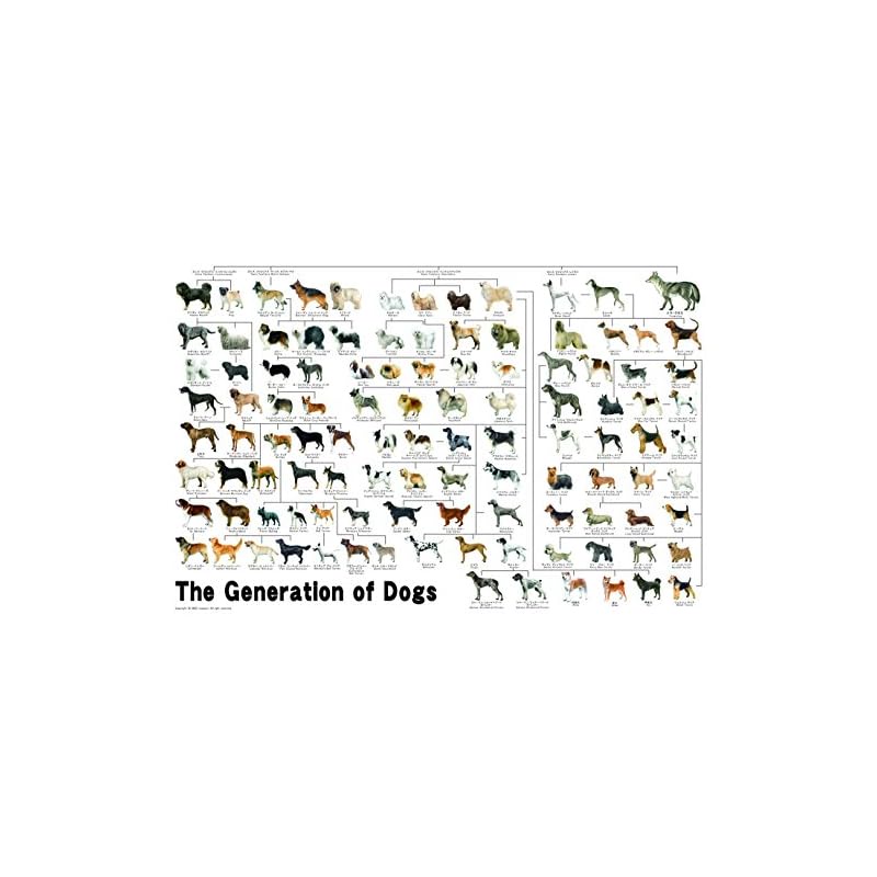 1000 pieces Jigsaw Puzzle Aim! Puzzle Master: Dog Genealogy (50x75cm ...