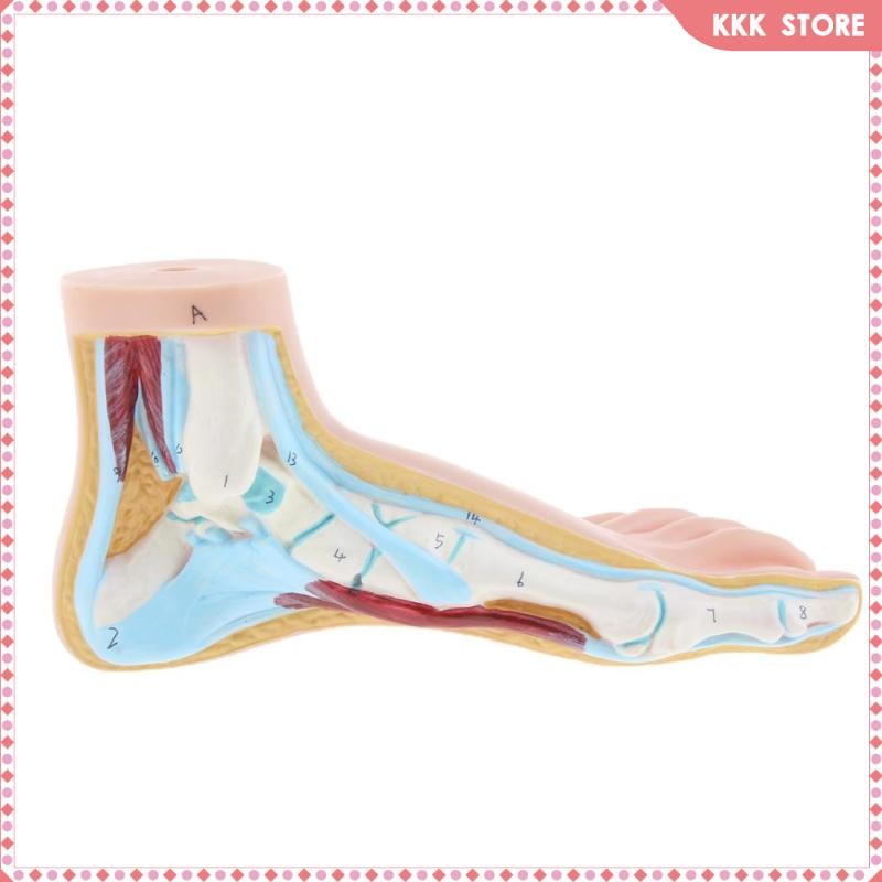 [Wishshopefhx] เท้ามนุษย์ปกติ Platypodia Bow Foot รุ่นกล้ามเนื้อหลอด ...