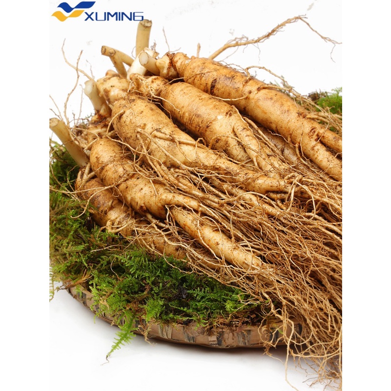 Zejun โสมสด แบบเก่า [2 / 110 กรัม] โสมช้างไบ โสมภูเขา โสมสด ซุปไวน์ | Shopee Thailand