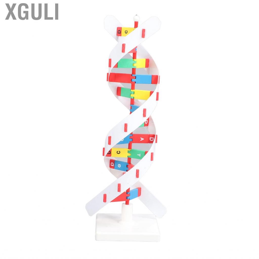Xguli Human DNA Model Toy Kit Better Understanding Bright Colors for ...