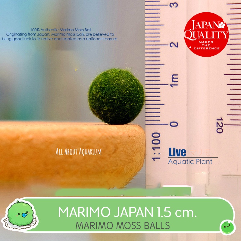 [ของแท้💯% พร้อมจัดส่ง] Marimo มาริโมะ สาหร่ายตกแต่งตู้ปลา สาหร่ายมาริโมะ มอสบอล สาหร่ายนำโชค ...