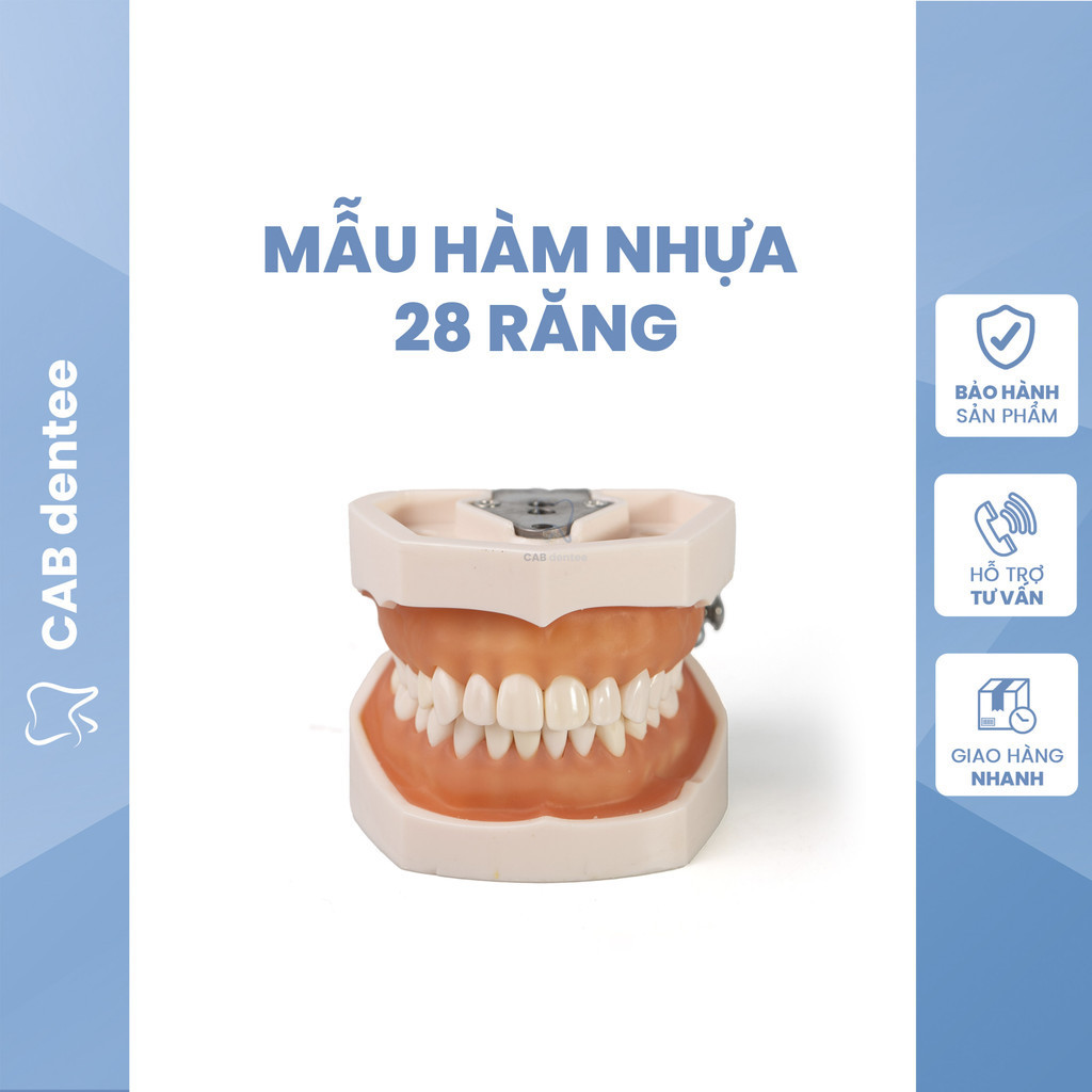 28-TETH DENTAL HAM MODEL - คุณภาพสูง ฝึกบดเยื่อกระดาษ | Shopee Thailand