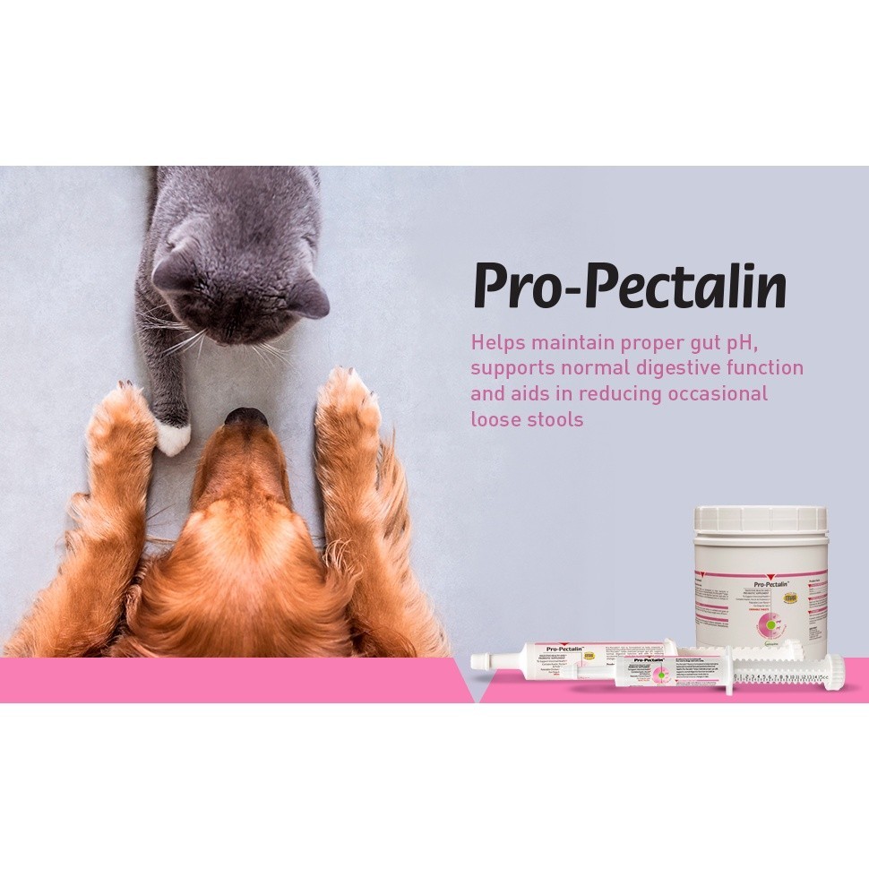 ท้องเสียแมวและสุนัข ตัวนี้ดีมากๆ Vetoquinol Pro-Pectalin Anti-Diarrheal ...