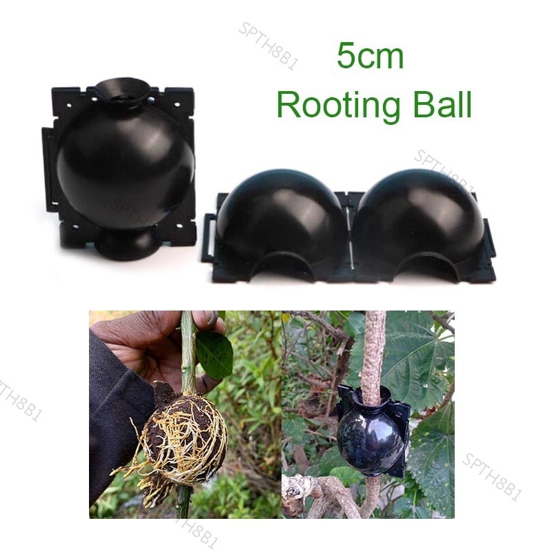 Rooting Growing Breeding 5 ซม.พืช Rooting Ball กรณีผลไม้ Tree Root ...