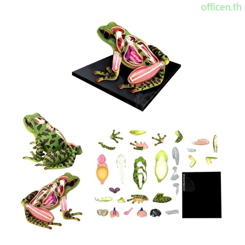 Cen Frogs Anatomy สําหรับห้องเรียน 4D Dissection รุ่นสมจริงกบ Body Part ...
