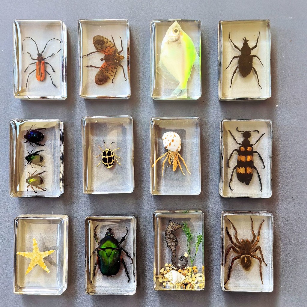 Educational Specimen High Permeability Resin Insect Ornaments Real ...