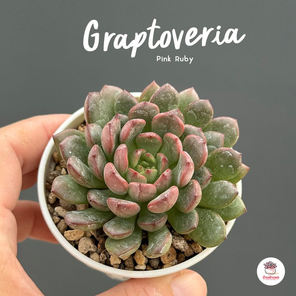 Graptoveria Pink Ruby ไม้อวบน้ำ กุหลาบหิน cactus&succulentหลากหลายสาย ...