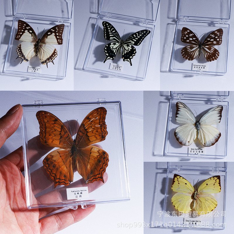 Natural Real Butterfly Specimens Rare And Exquisite Specimens For Home ...