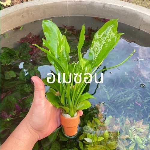 ต้นไม้น้ำ ไม้น้ำตู้ปลา เลี้ยงง่าย โตไว ไม่ต้องใส่คาร์บอน | Shopee Thailand