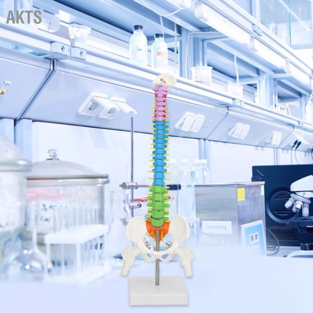 AKTS ใหม่สีชีวิตขนาดยืดหยุ่นกายวิภาคโครงกระดูกมนุษย์กระดูกสันหลังรุ่น ...