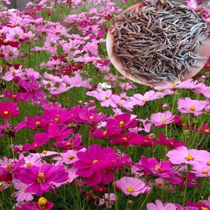 เมล็ดพันธุ์ ดอกคอสมอส Cosmos Mixed Flower Seeds แต่ละแพ็คมี 100 เมล็ด ...