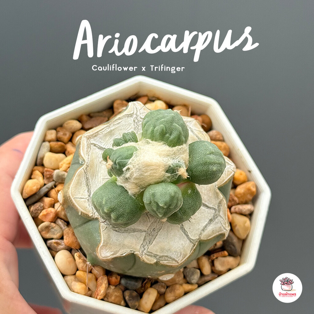 Ariocarpus Cauliflower x Trifinger แคคตัส กระบองเพชร cactus&succulent ...