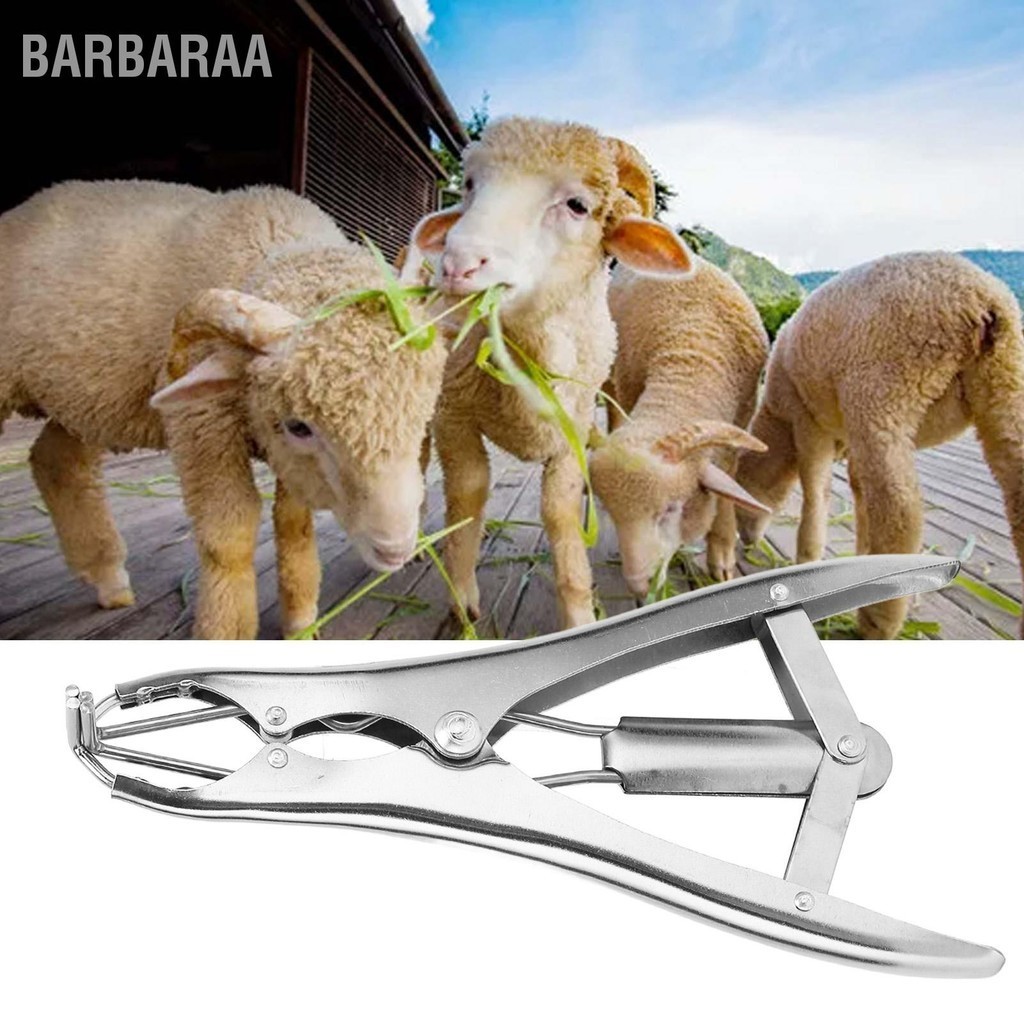 Barbaraa คีมตัดอัณฑะสแตนเลสกันสนิม Bloodless ง่ายต่อการถือบอลลูนขยายคีม ...