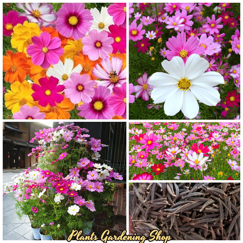 เมล็ดพันธุ์ ดอกคอสมอส Cosmos Mixed Flower Seeds แต่ละแพ็คมี 100 เมล็ด ...