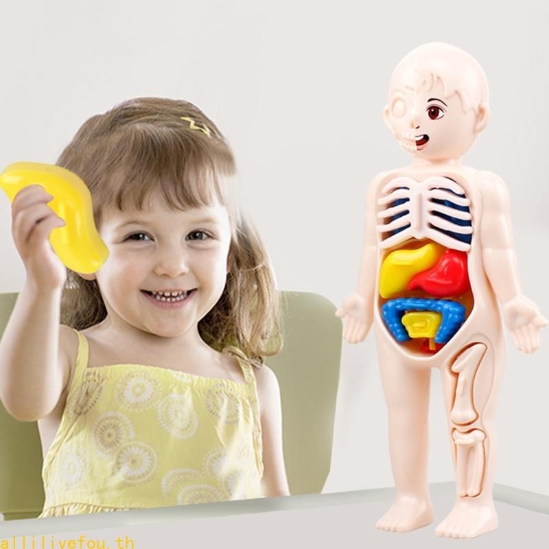 Live Human Body Model for Kids School Medical Education Display DIY ...