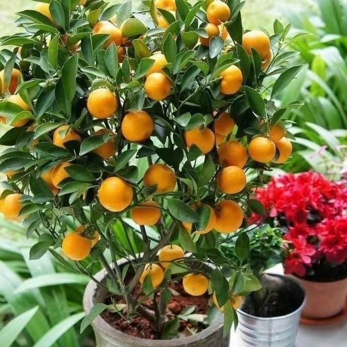 เมล็ดพันธุ์ กัมควอต บรรจุ 30-40เมล็ด Citrus Kumquat Seed Fruit Seeds for Planting เมล็ดส้มจี๊ด ...