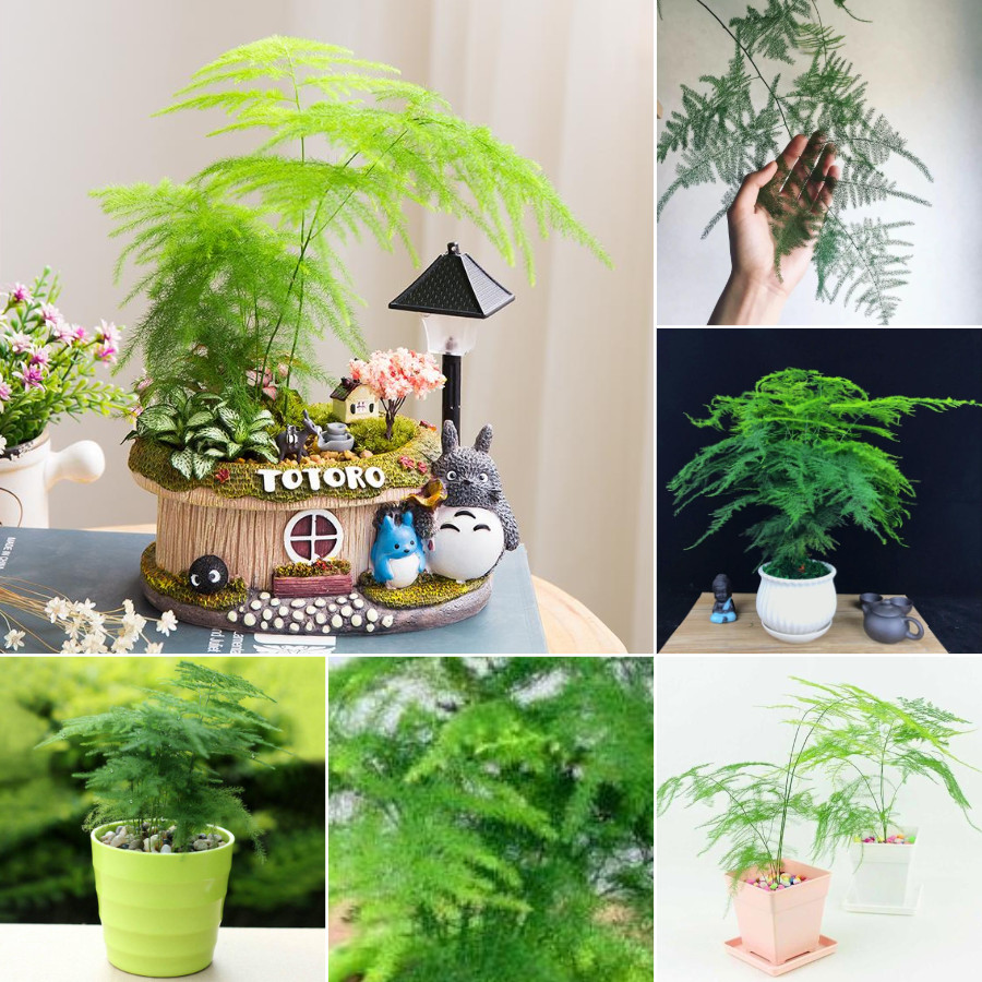 ต้นหน่อไม้ฝรั่ง（Asparagus Fern Tree Seeds）50ต้นไม้ ต้นไม้มงคล ต้นไม้ฟอก ...