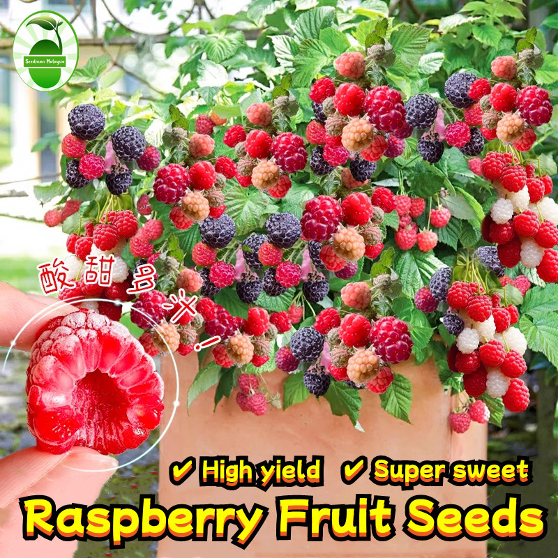เมล็ดพันธุ์ ราสเบอร์รี่ บรรจุ 1000 เมล็ด Potted Raspberry Seed Fruit ...