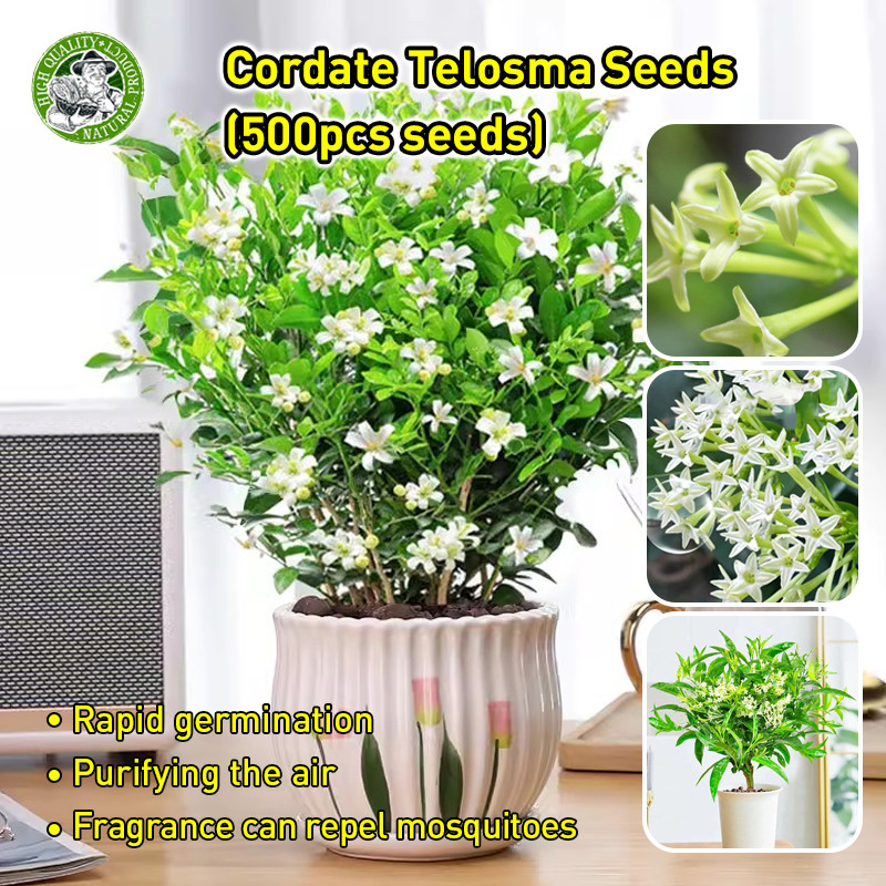 ปลูกง่าย เมล็ดพันธุ์ ซ่อนกลิ่น ดอกไม้หอม Cordate Telosma Tuberose ...
