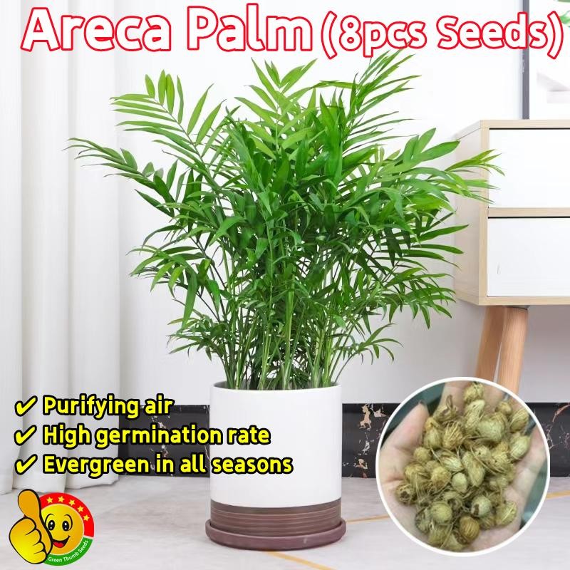 8เมล็ด/ซอง Areca Palm Seeds for Sale Java Palm Plant Seeds Bonsai Tree ...