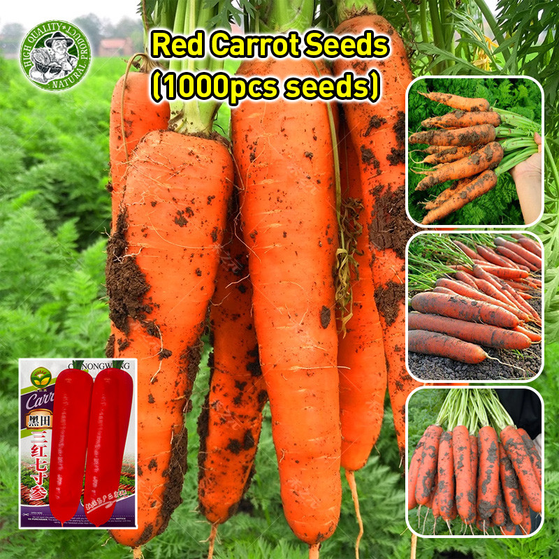 ปลูกง่าย เมล็ดพันธุ์ แครอทสีส้ม Danver Carrot Seed F1 Hybrid Carrot ...