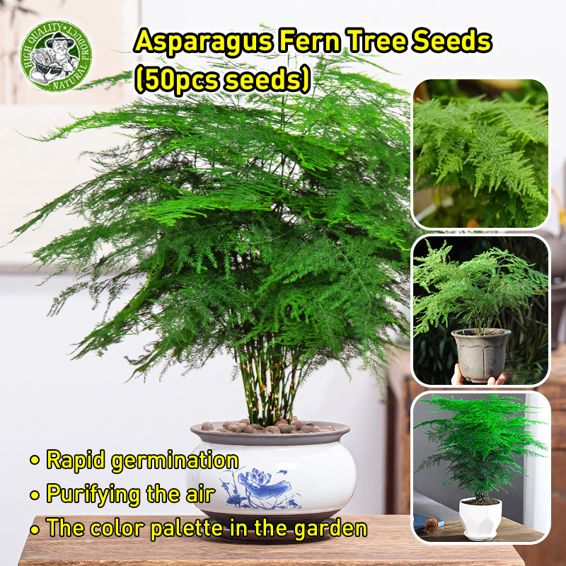 เมล็ดสด เมล็ดพันธุ์ หน่อไม้ฝรั่งเฟิร์นต้น Asparagus Fern Tree Seeds ...