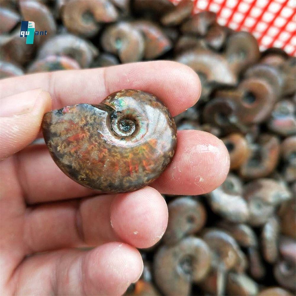Quantumsky Ammonite 26-35mm ของสะสมของขวัญตัวอย่างมาสคอต | Shopee Thailand