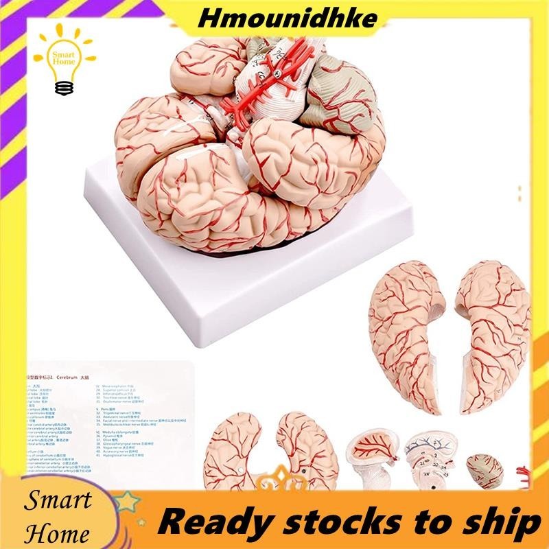 [ Hmou ] Human Brain,Life Size Human Brain Anatomy Model with Display ...