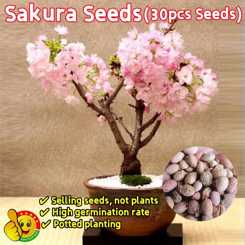30เมล็ด/ซอง เมล็ดซากุระญี่ปุ่น Sakura Seeds Dwarf Sakura Blossom Tree ...