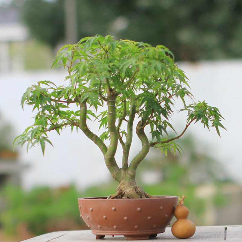 ญี่ปุ่นนำเข้า Qingji บอนไซต้นเมเปิ้ลพื้นเมืองหลายเสาไม้กระถางใหม่พืชสี ...