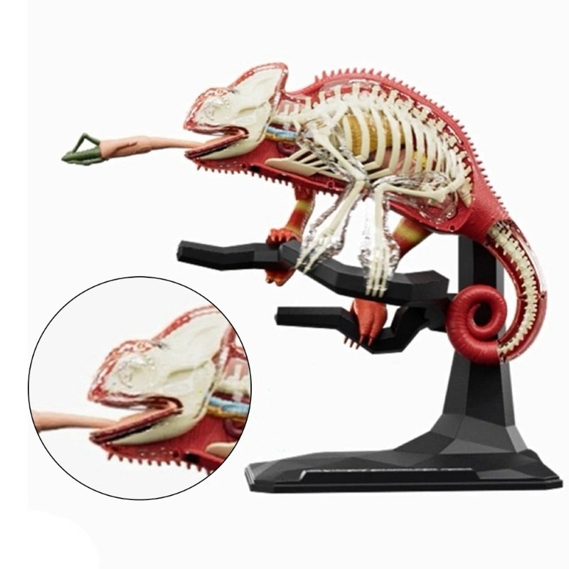 รัก* Lizard Organ Anatomy Model Lizard Anatomy Model for Child Early ...