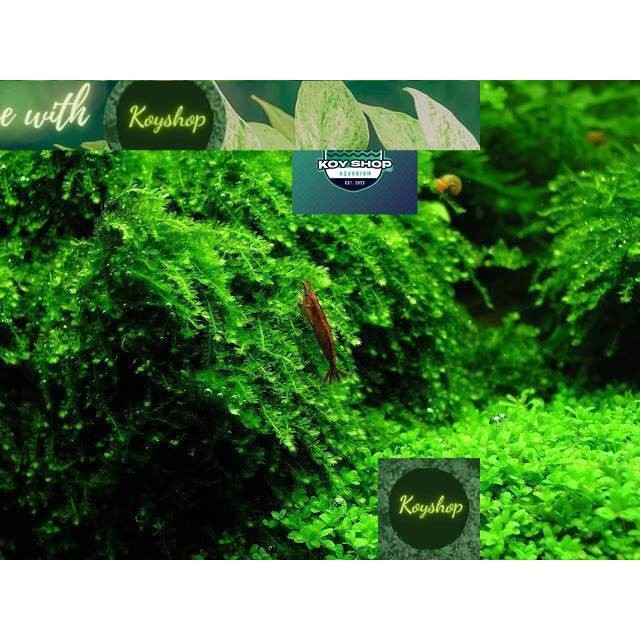 มอสน้ําติดด้วยหิน ดริฟท์ | Mini TAIWAN - US FISS - WEPPING - FLAME ...