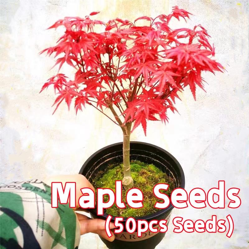 50 เมล็ด ต้นเมเปิ้ลแดง เมล็ดพันธุ์ Red Maple Tree Seeds Maple Flower Seeds ต้นเมเปิ้ล ไม้ประดับ ...
