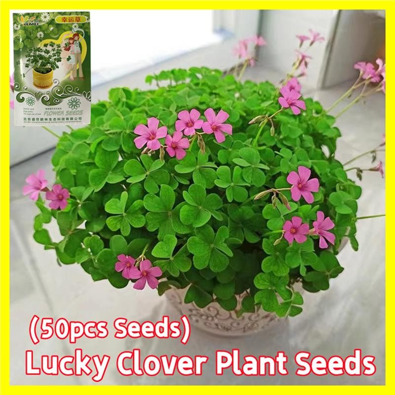 50เมล็ด เมล็ดพันธุ์ โคลเวอร์ Lucky Grass Seed Lucky Clover Three Leaf ...