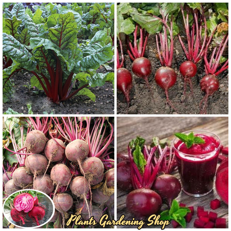 เมล็ดพันธุ์ บีทรูท Beetroot Seeds Red Beet Vegetable Seeds แต่ละแพ็คมี ...